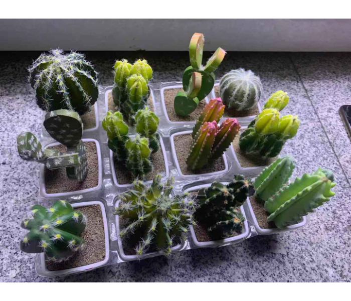 Buy Cactus Artificial Flower for 122150 Price in Qatar, Doha